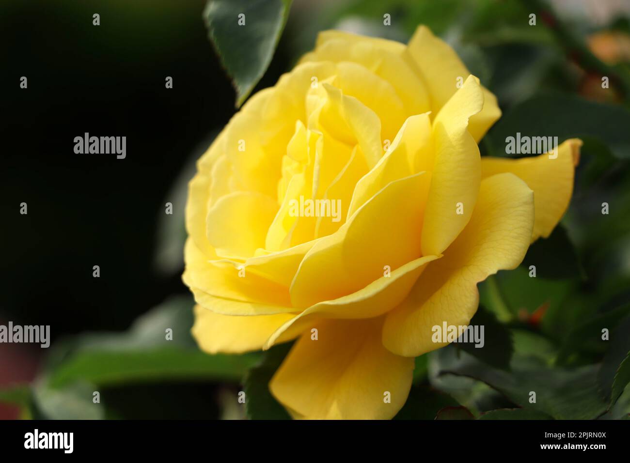 Yellow rose bush growing outside hi-res stock photography and images ...