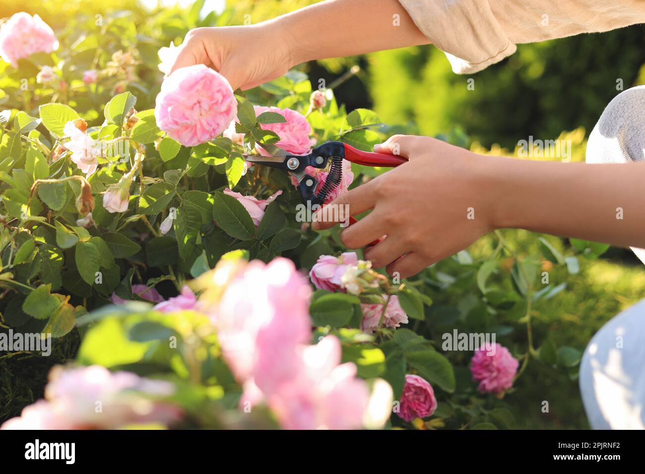 Woman pruning tea rose bush in garden, closeup Stock Photo - Alamy