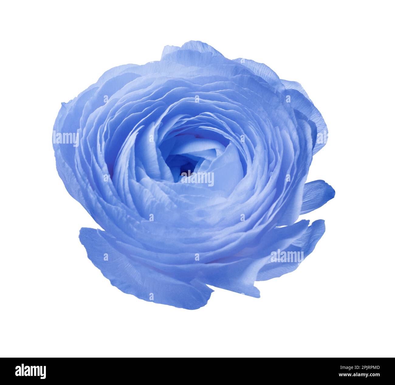 Beautiful light blue ranunculus flower on white background Stock Photo ...