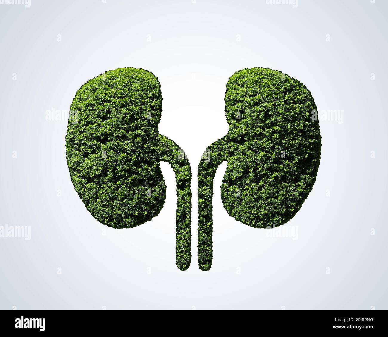 Human kidneys model made of trees with green leaves on light background ...