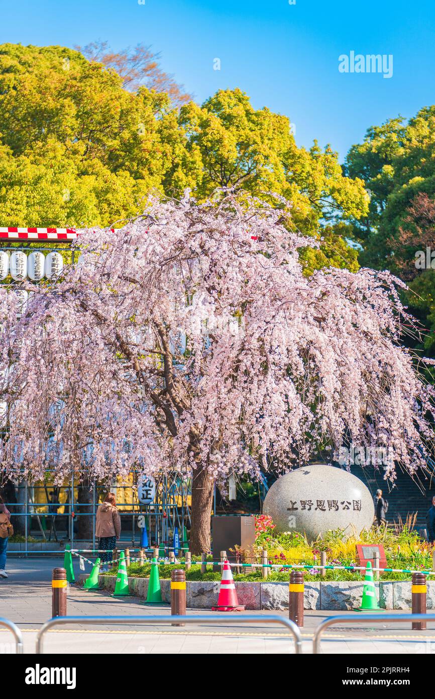 Ueno Cherry Blossoms, Ueno Park, Taito City, Tokyo Stock Photo - Alamy