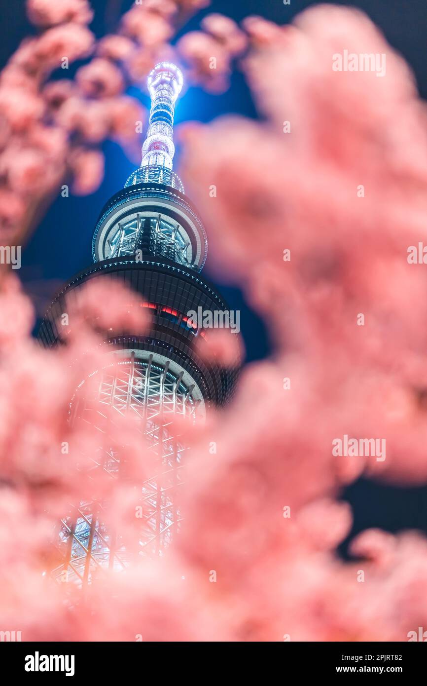 Kawazu Zakura and Tokyo Skytree, Tobu Bridge, Mukojima, Sumida City ...