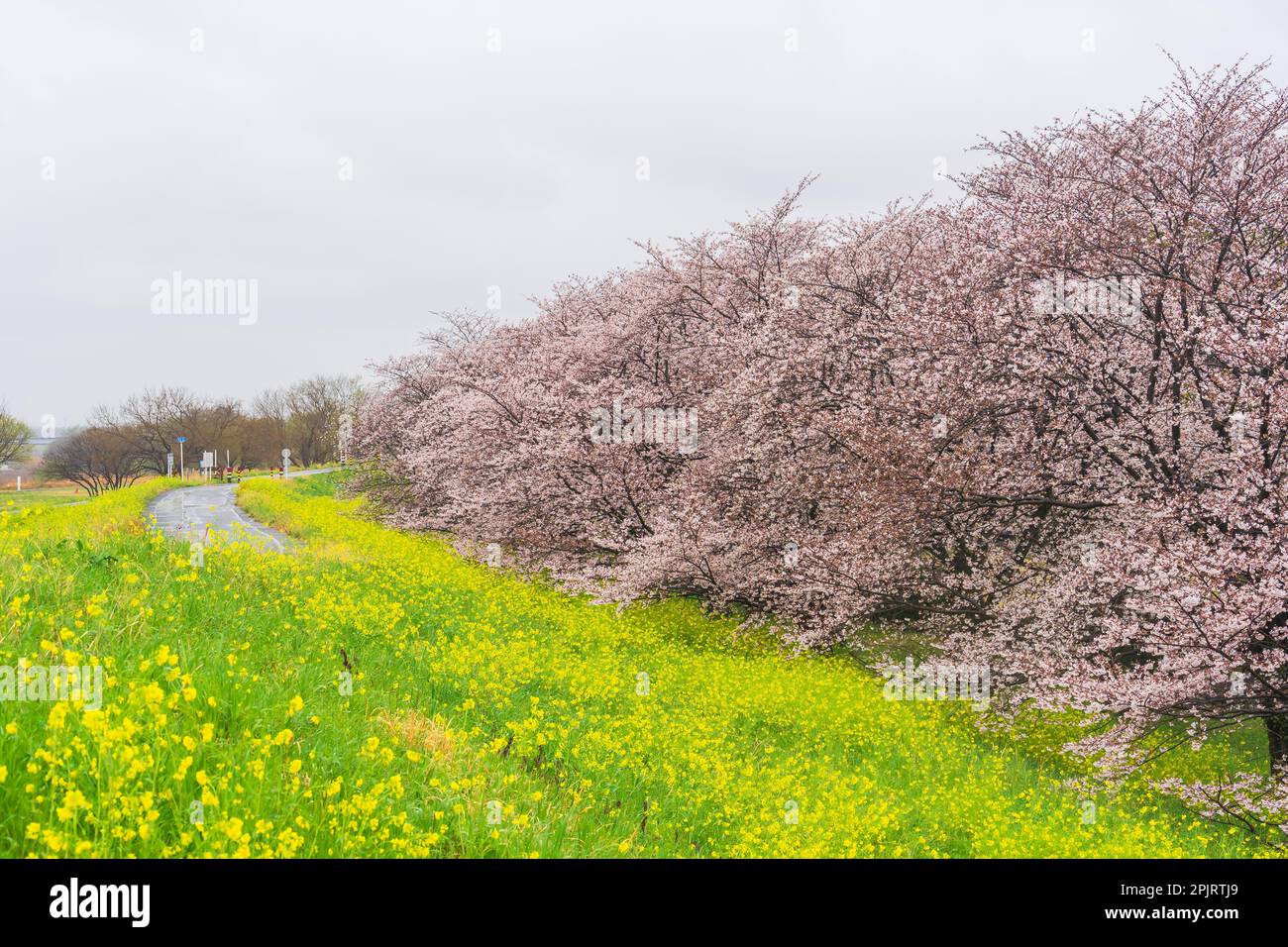 Kumagaya Sakura Tsutsumi on a rainy day, Kumagaya Sakura Tsutsumi ...
