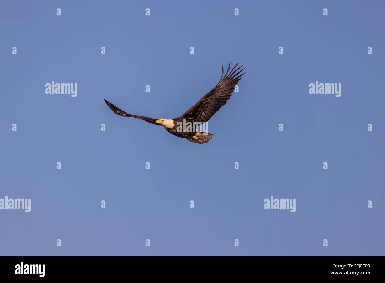 Bald eagle in northern Wisconsin Stock Photo - Alamy