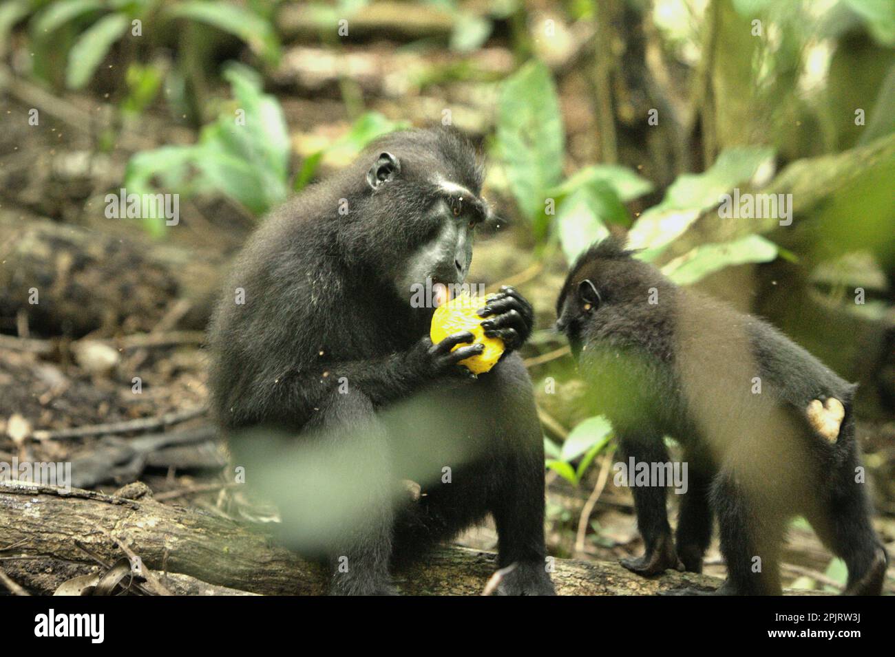 A Sulawesi black-crested macaque (Macaca nigra) is eating a fruit in ...