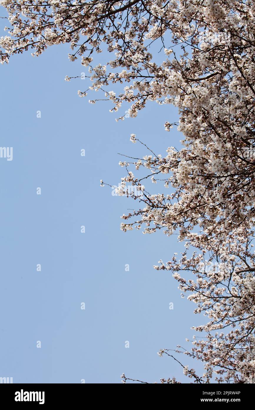 The first flower of spring on a dark night, the cherry blossoms of the ...