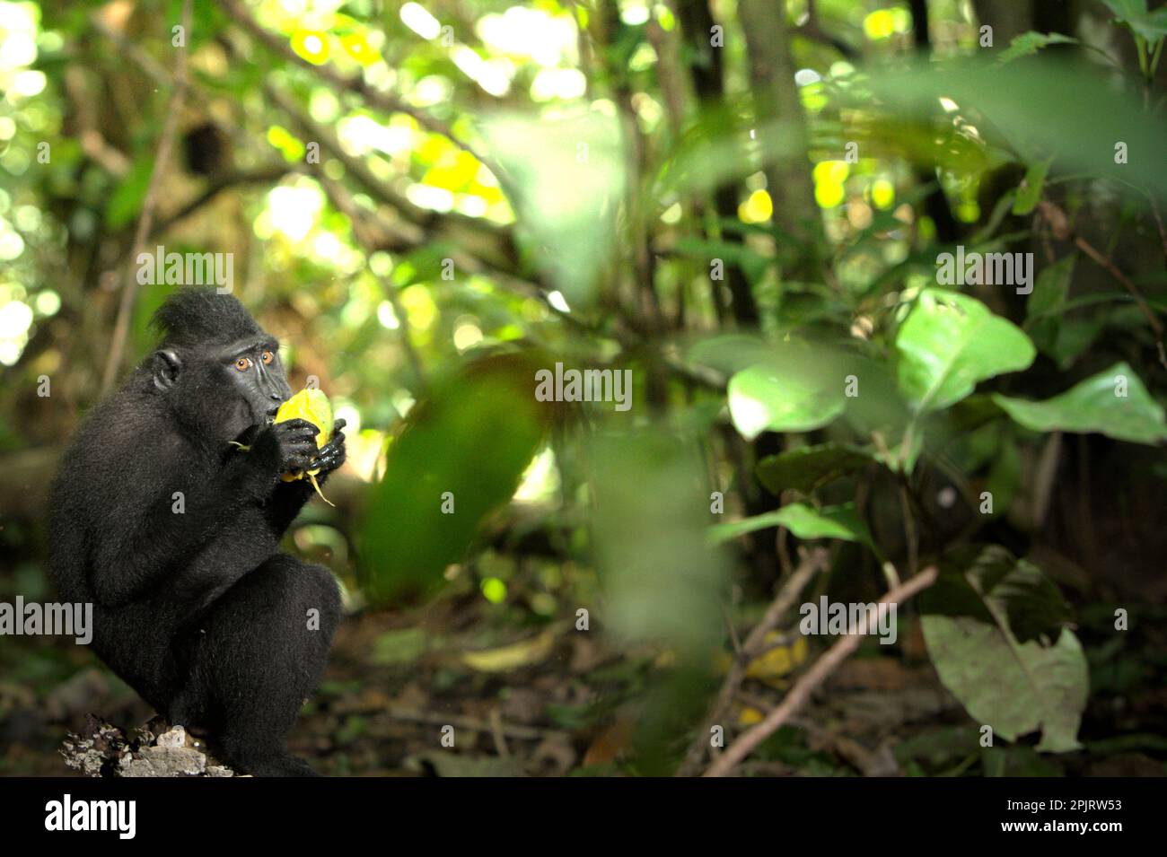 A Sulawesi black-crested macaque (Macaca nigra) is eating a fruit in ...