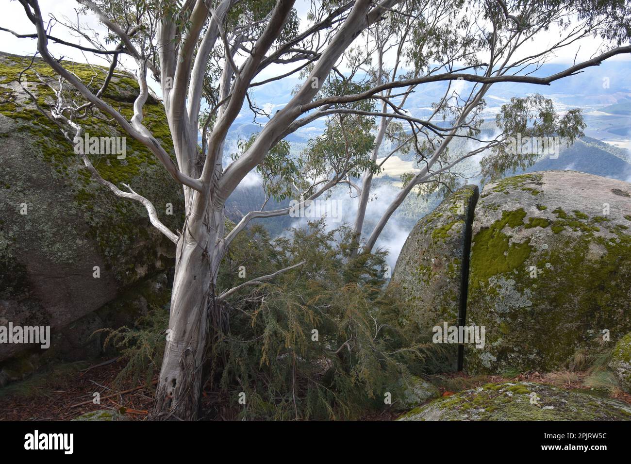 Tree and split rock, The Gorge Lookout Stock Photo - Alamy