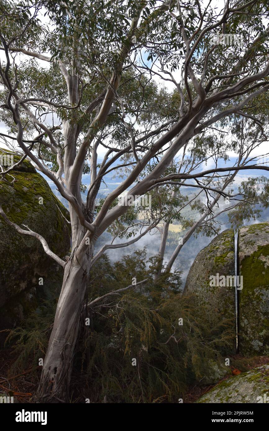 Tree and split rock, The Gorge Lookout Stock Photo - Alamy