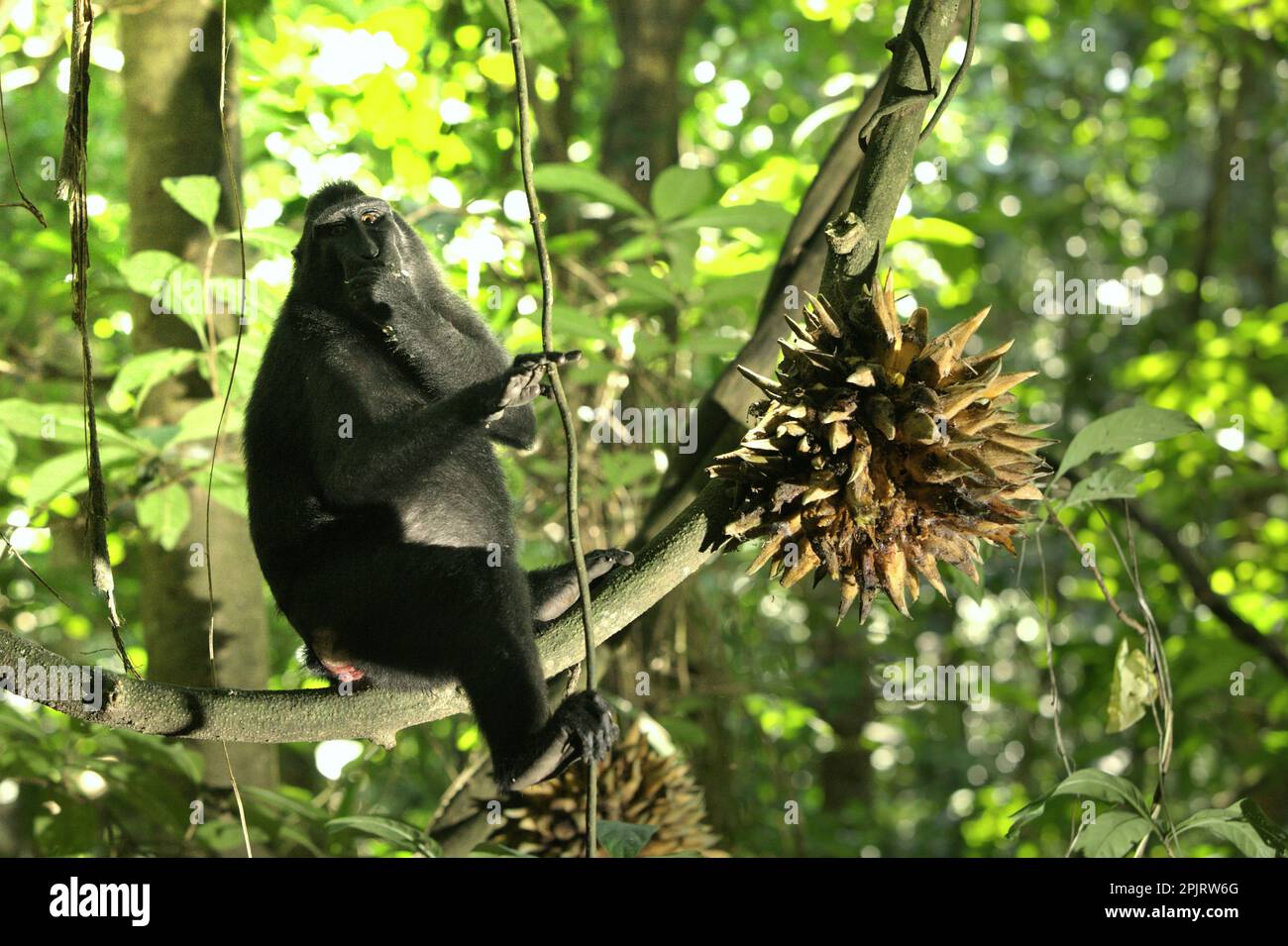 A Sulawesi black-crested macaque (Macaca nigra) sits on a liana vine near a fruit during ...