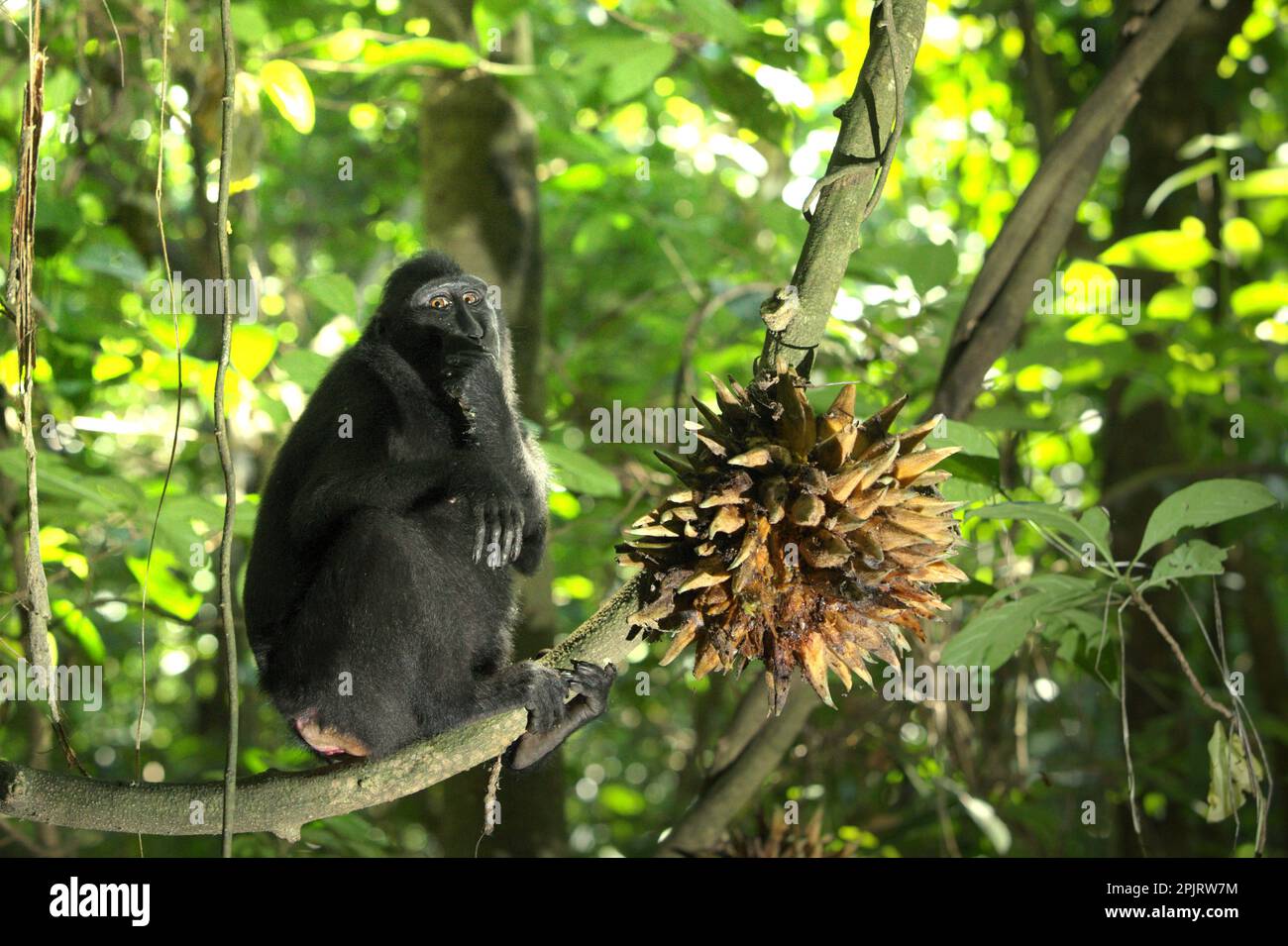 A Sulawesi black-crested macaque (Macaca nigra) sits on a liana vine ...