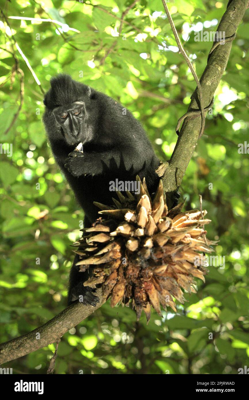 A Sulawesi black-crested macaque (Macaca nigra) is eating a liana fruit ...