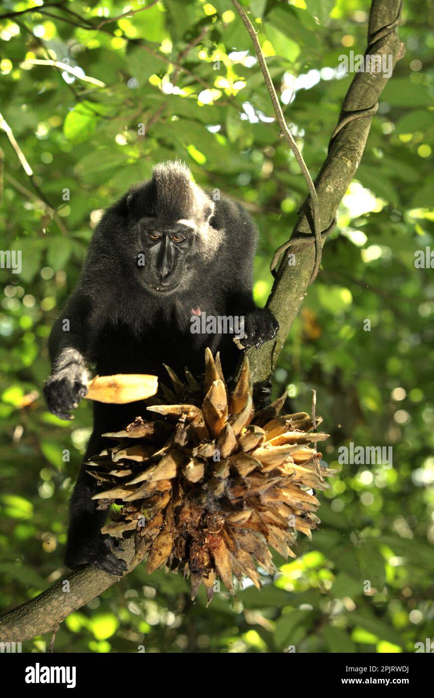 A Sulawesi black-crested macaque (Macaca nigra) is having liana fruit ...