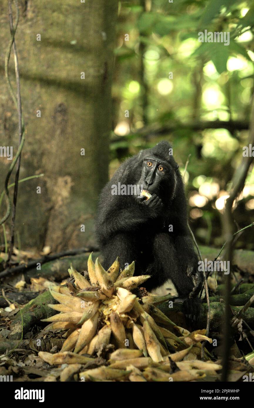 A Sulawesi black-crested macaque (Macaca nigra) feeds on a fallen liana ...