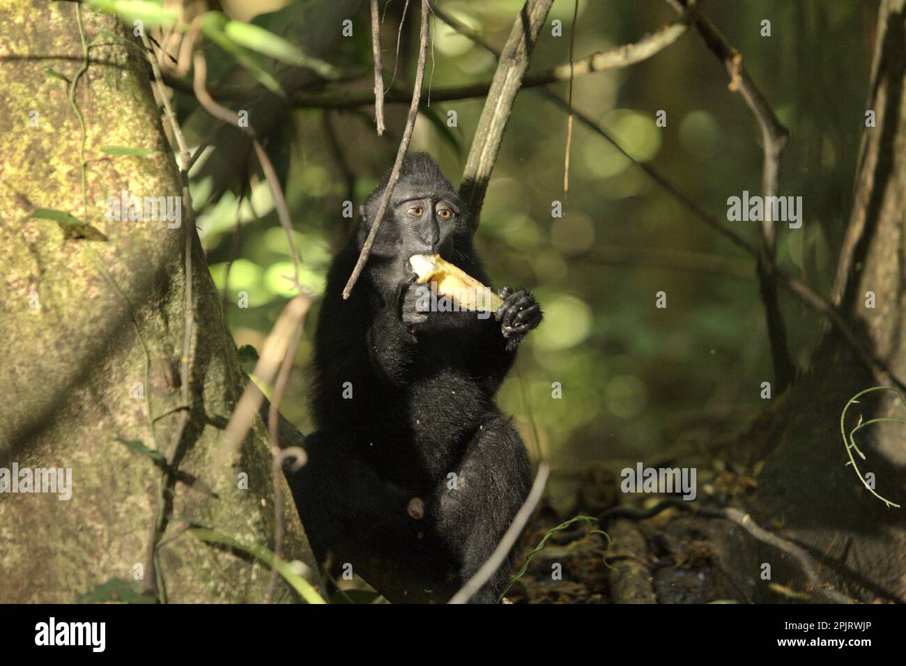 A Sulawesi black-crested macaque (Macaca nigra) feeds on a fallen liana ...
