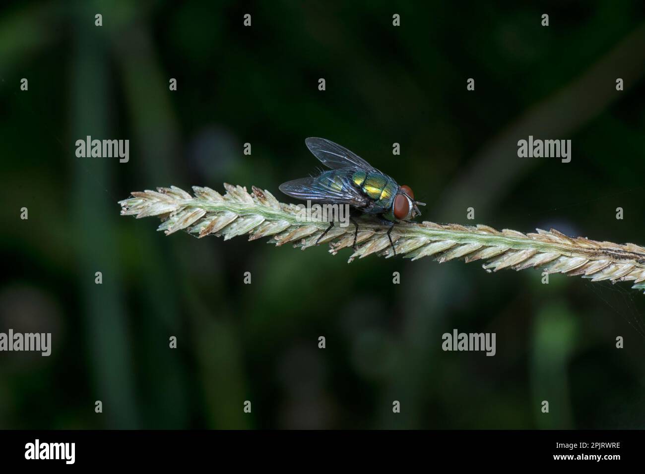 blue bottle fly perched on the weed stem Stock Photo - Alamy