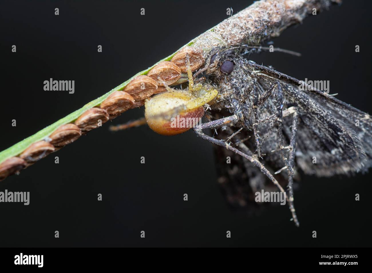 Crab spider caught a brown moth for food Stock Photo - Alamy