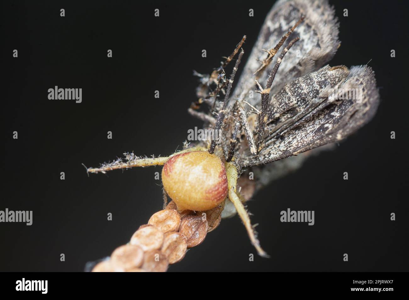 Crab spider caught a brown moth for food Stock Photo - Alamy