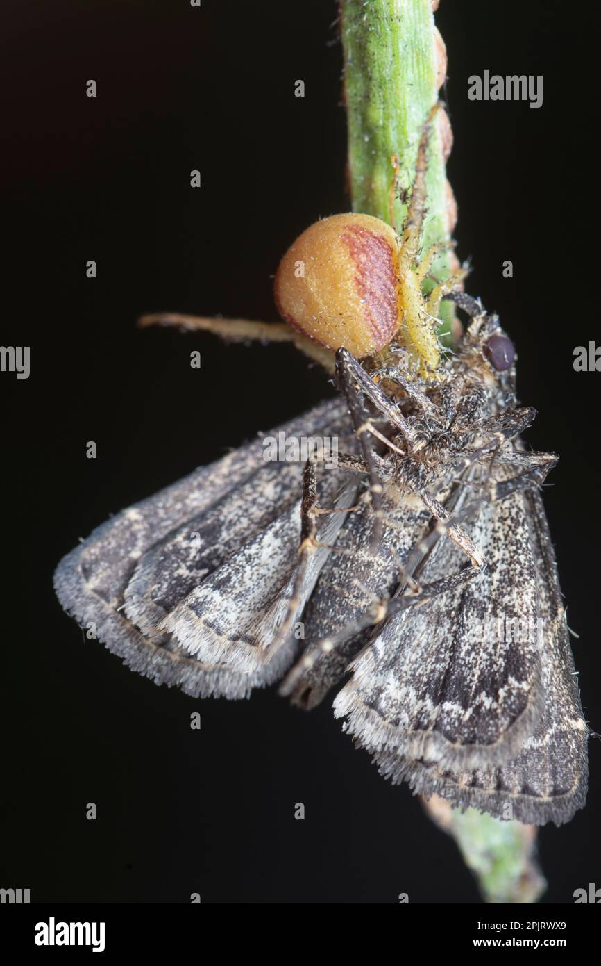 Crab spider caught a brown moth for food Stock Photo - Alamy