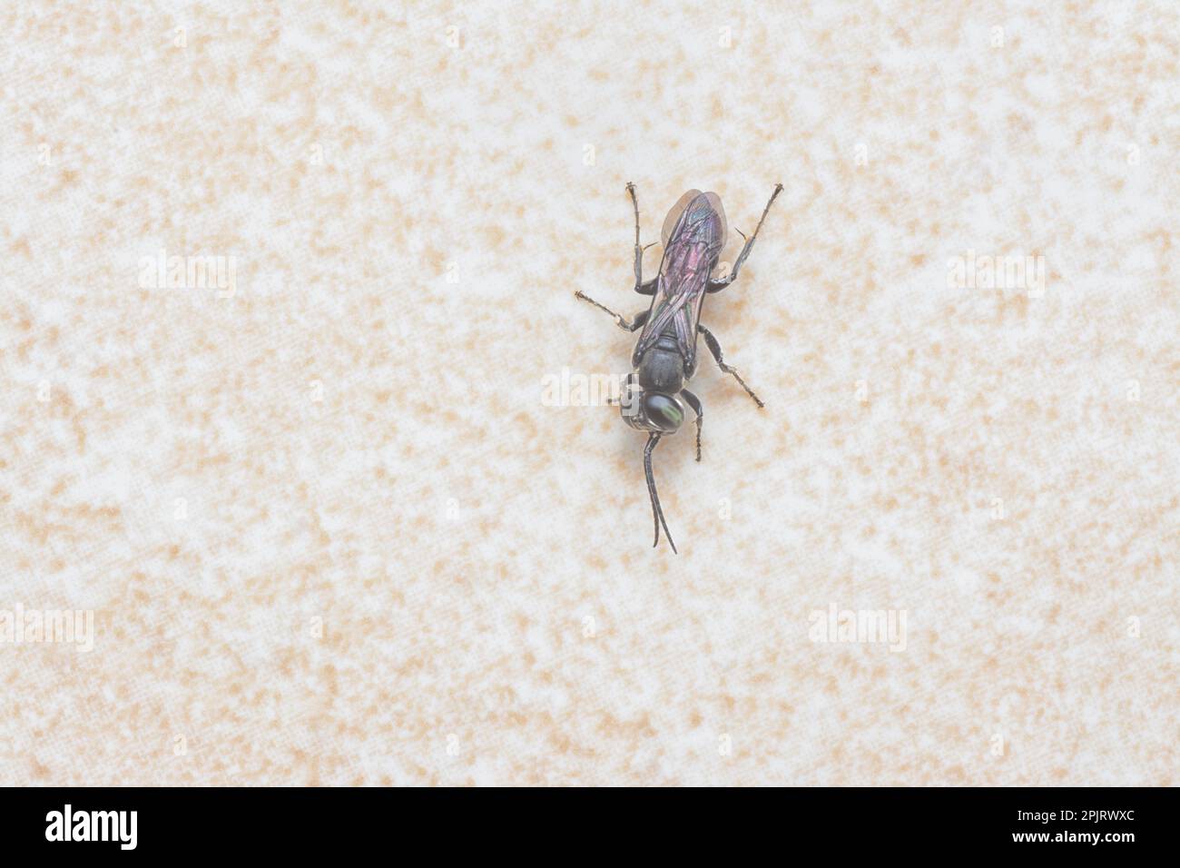 Bembix wasp hi-res stock photography and images - Alamy