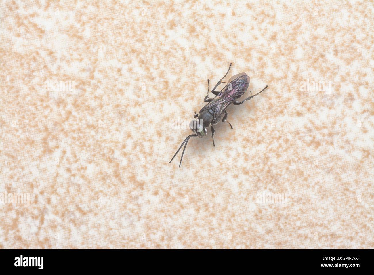 Bembix wasp hi-res stock photography and images - Alamy