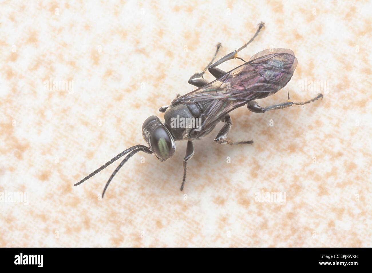 Ground digging wasp hi-res stock photography and images - Alamy
