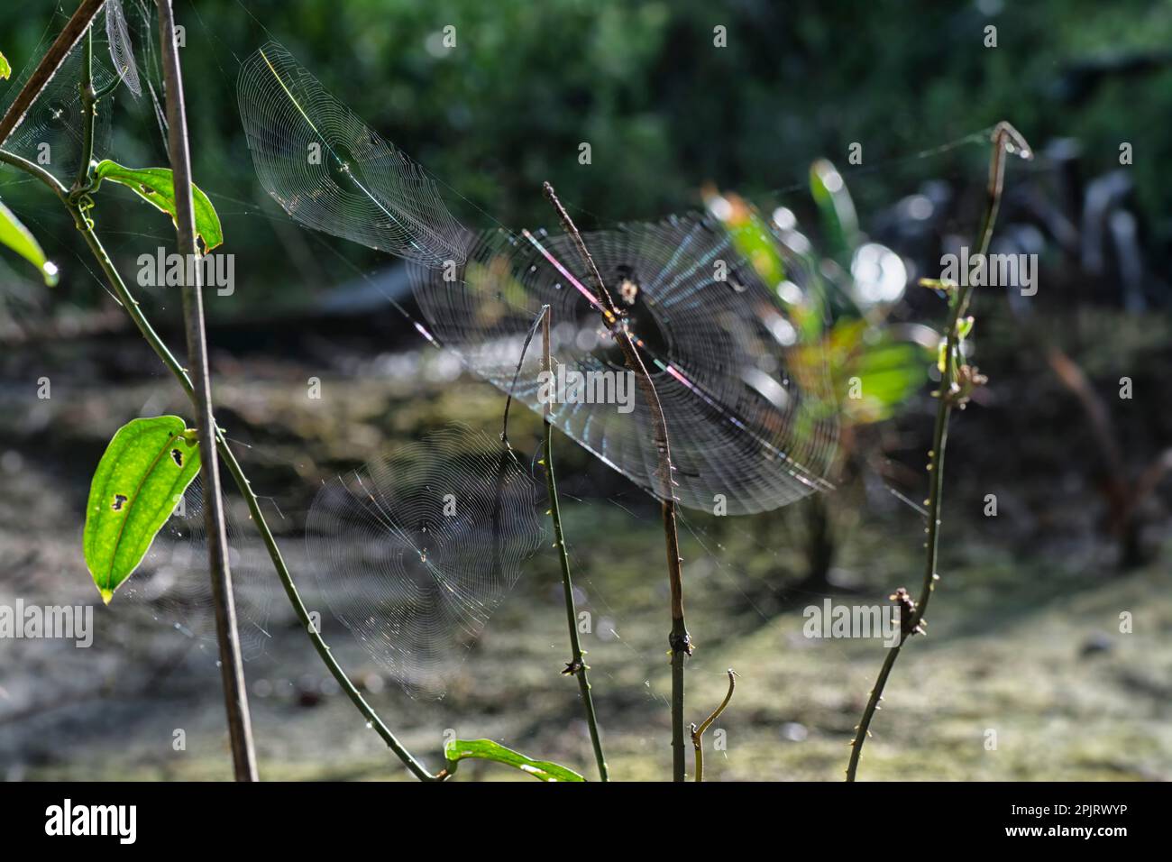 spidery cobweb scenery at the meadow Stock Photo - Alamy