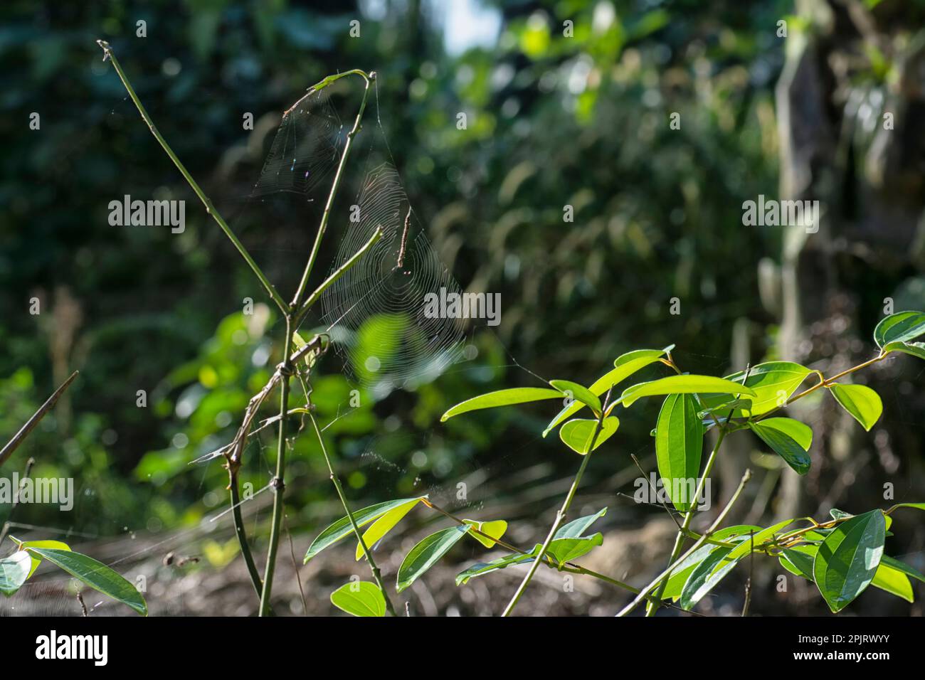Spidery trap hi-res stock photography and images - Alamy