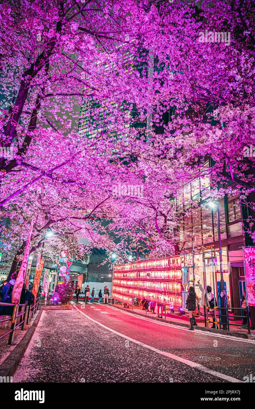 Shibuya Sakuragaoka Sakura Matsuri, Sakura Street - Shibuya ...