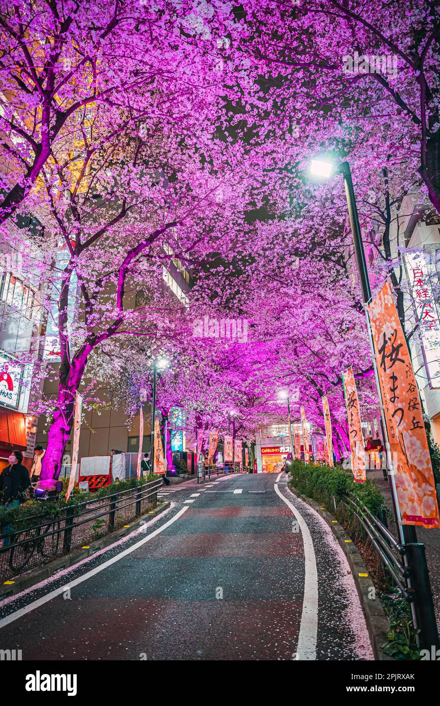Shibuya Sakuragaoka Sakura Matsuri, Sakura Street - Shibuya ...