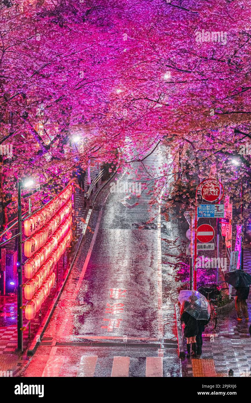 Shibuya Sakuragaoka Sakura Matsuri, Sakura Street - Shibuya ...