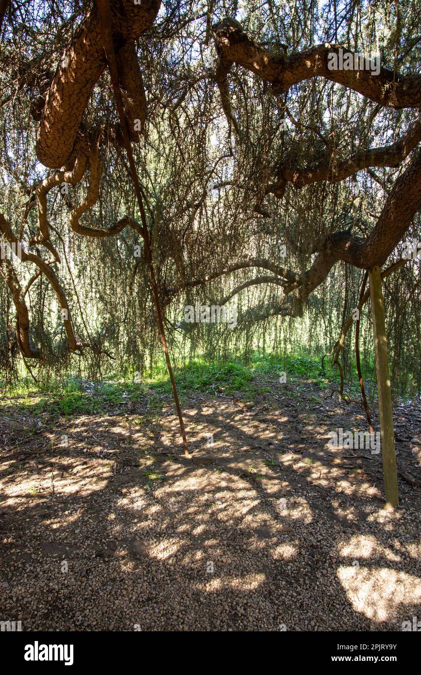 A path under a weeping willow tree Stock Photo - Alamy