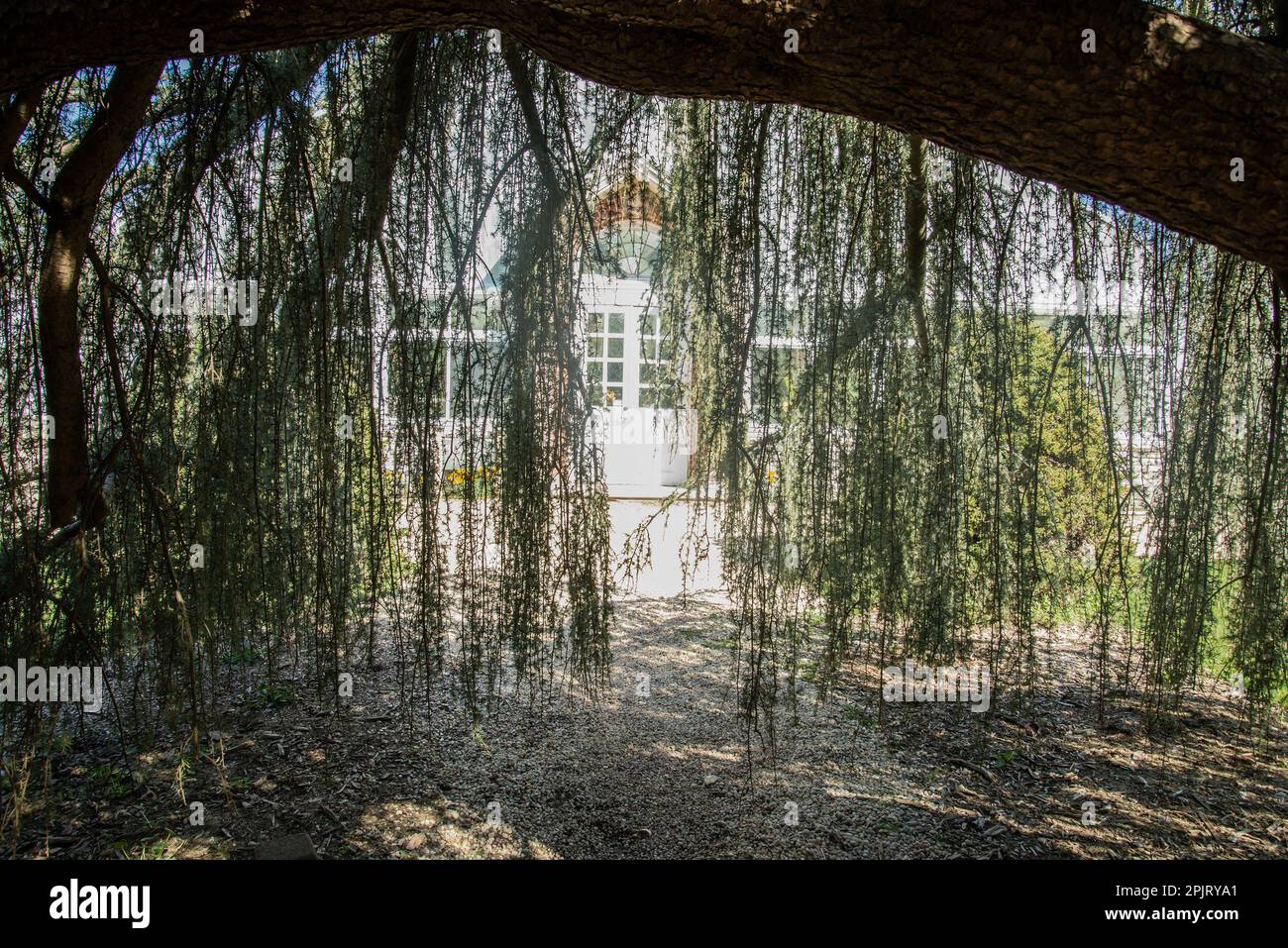 A path under a weeping willow tree Stock Photo - Alamy