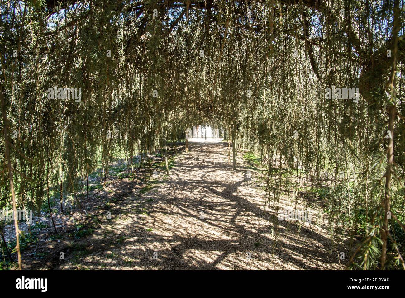 A path under a weeping willow tree Stock Photo - Alamy