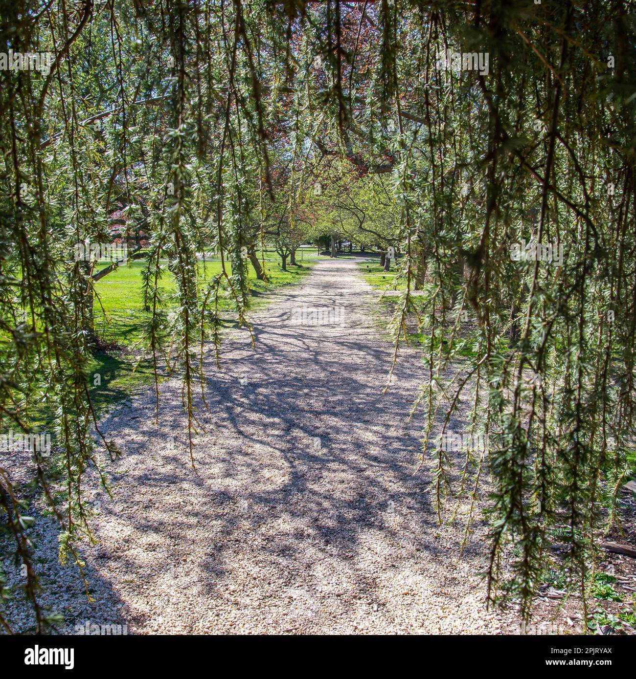 A path under a weeping willow tree Stock Photo - Alamy