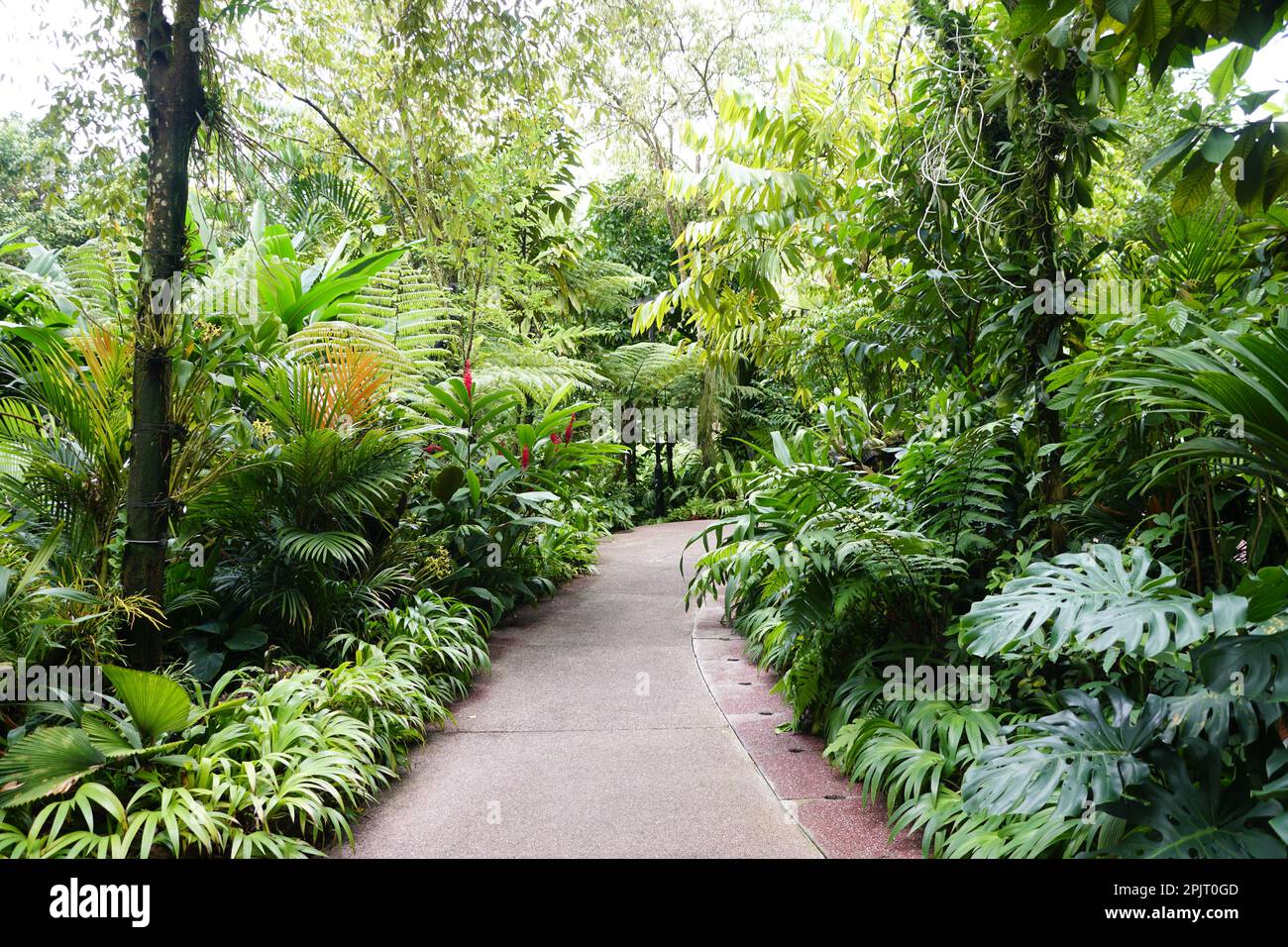 The walking path inside a garden with a variety of green tropical ...