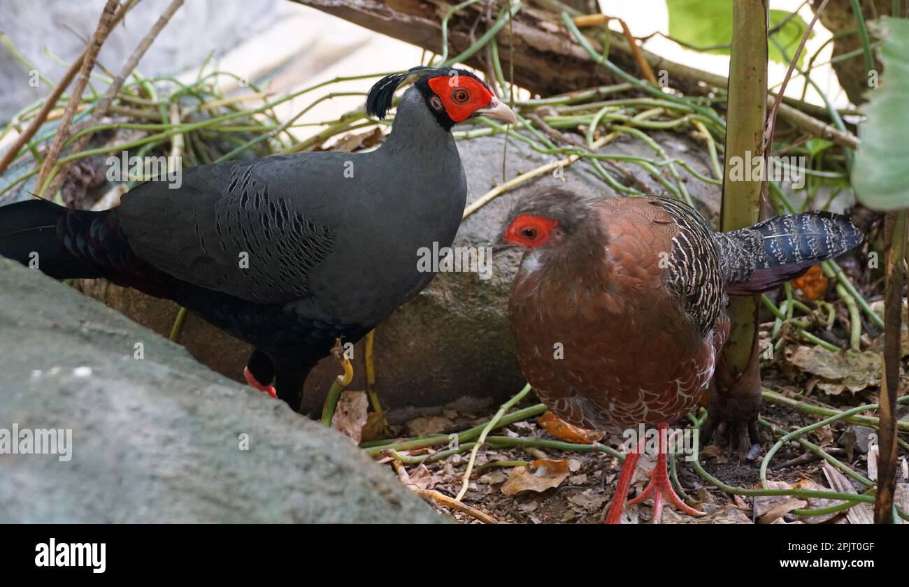Closeup of a male and female Siamese fireback walking on the ground ...