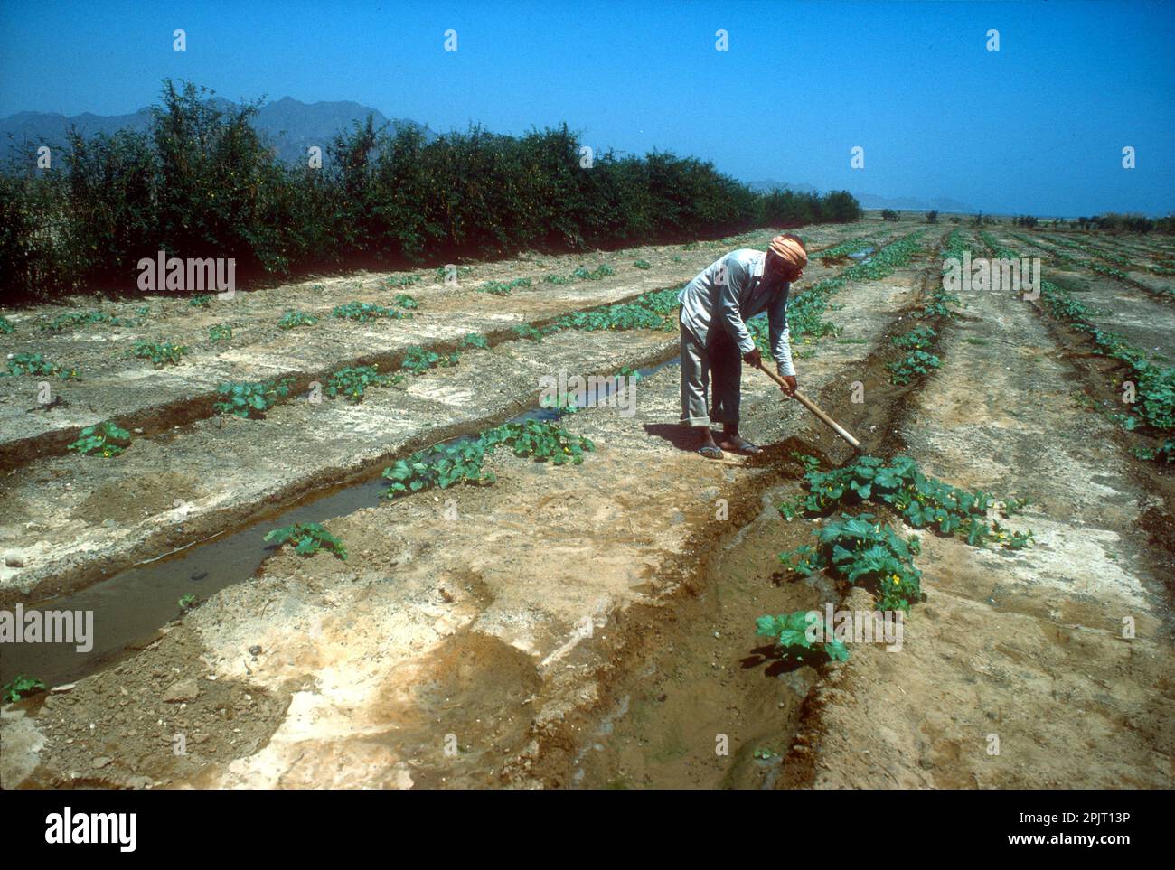 Farming in Ras al Khaimah, UAE 1976 Stock Photo - Alamy