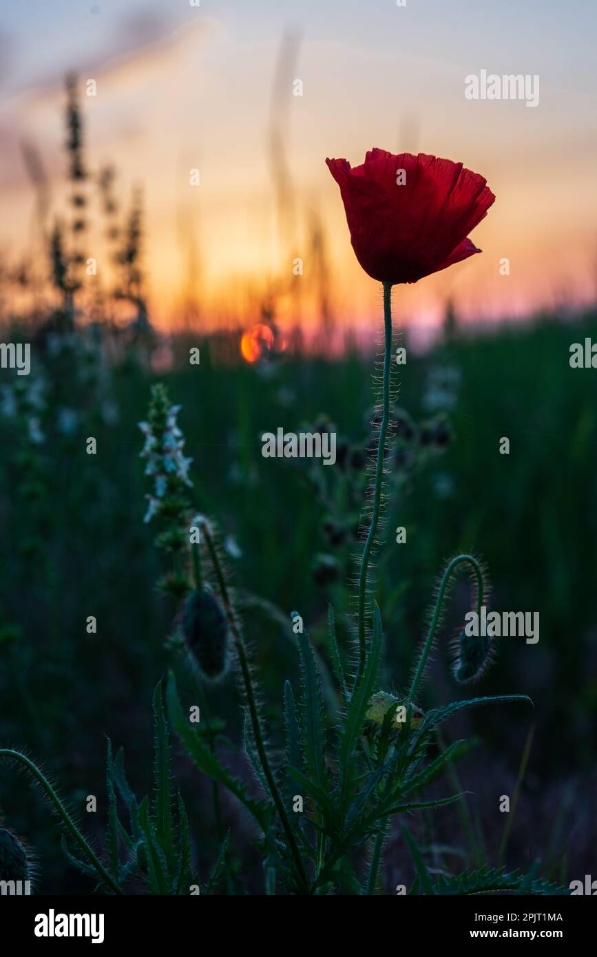 Dawn in a meadow with the sun in the background and the first rays ...
