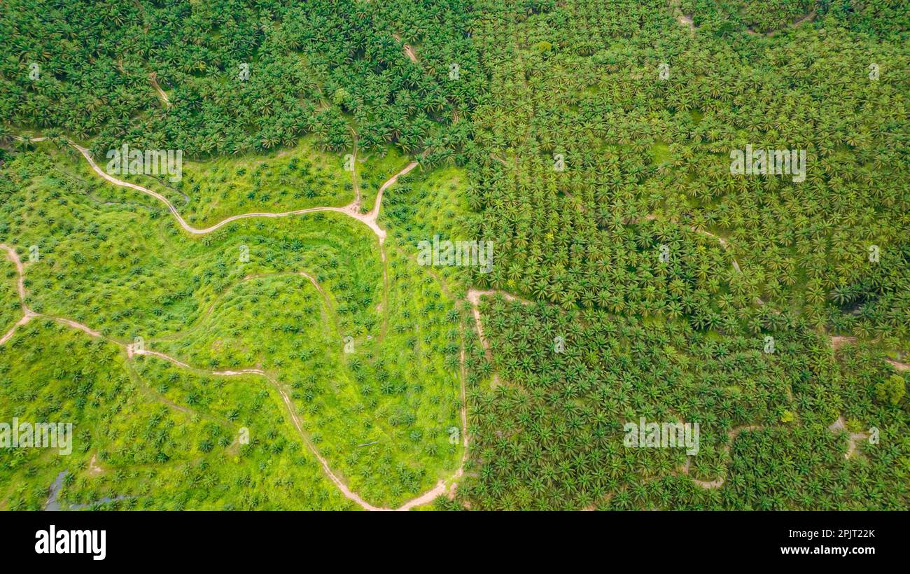 Palm oil harvest borneo hi-res stock photography and images - Alamy