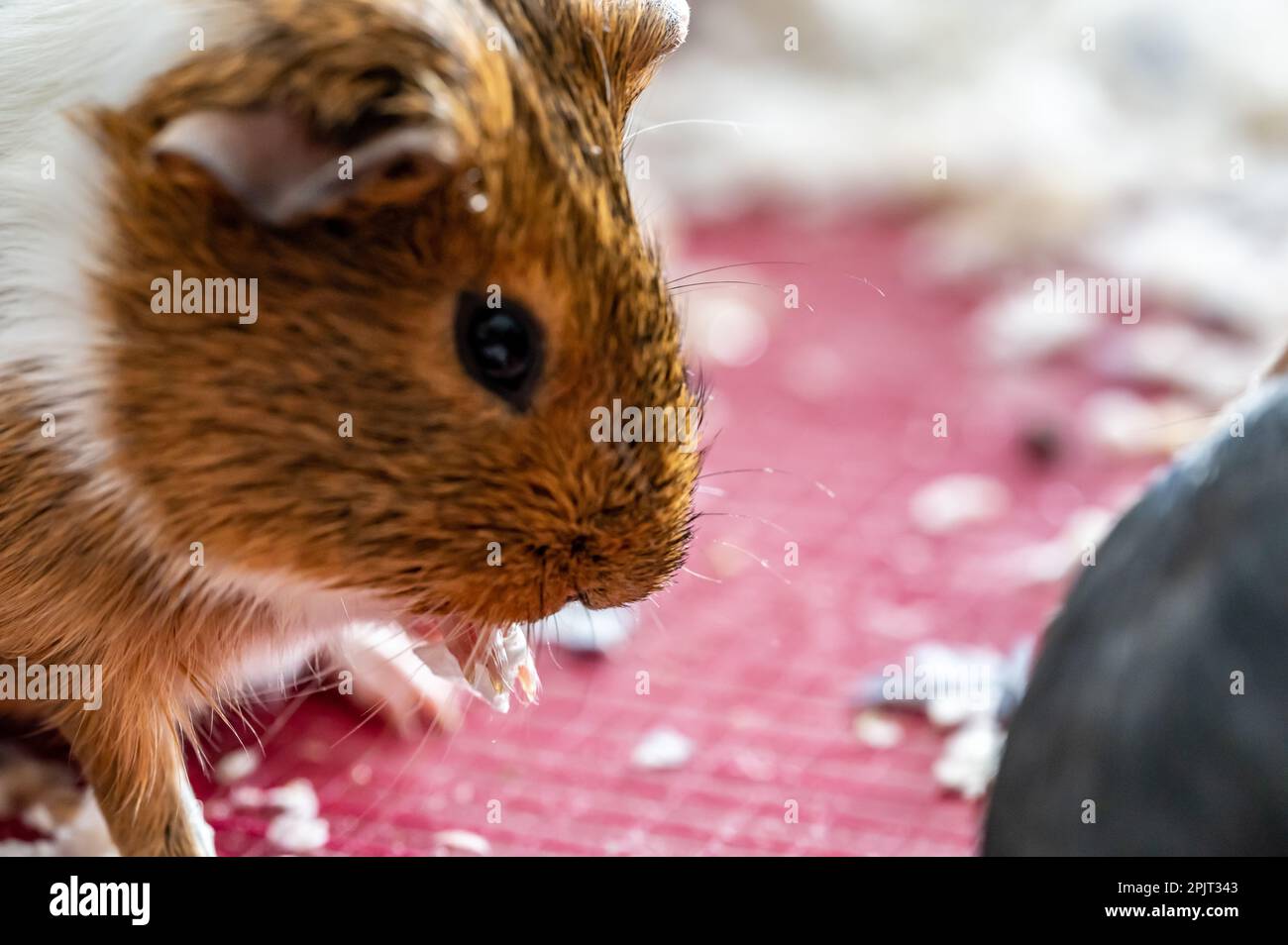 Guinea pig grooming herself by cleaning fur and whiskers Stock Photo ...