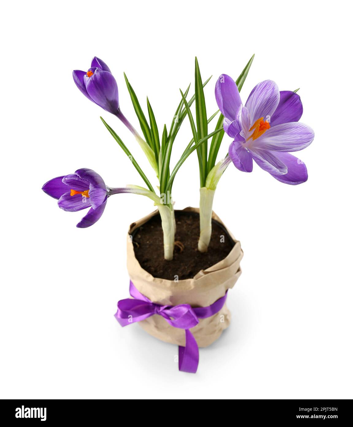 Pot with beautiful crocus flowers isolated on white background Stock ...