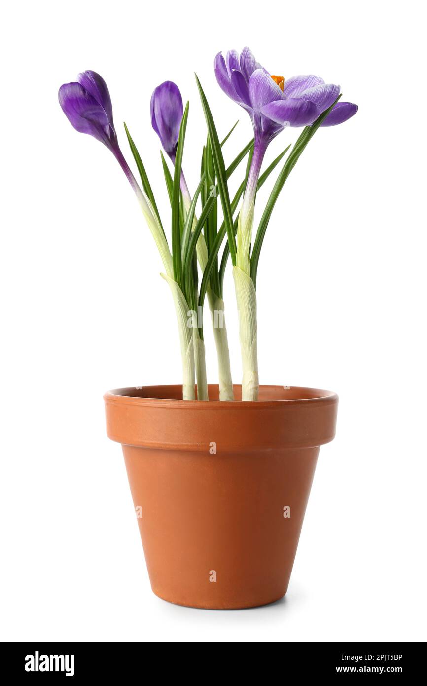 Pot with beautiful crocus flowers isolated on white background Stock ...