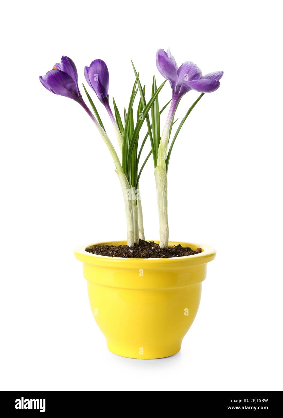 Pot with beautiful crocus flowers isolated on white background Stock ...