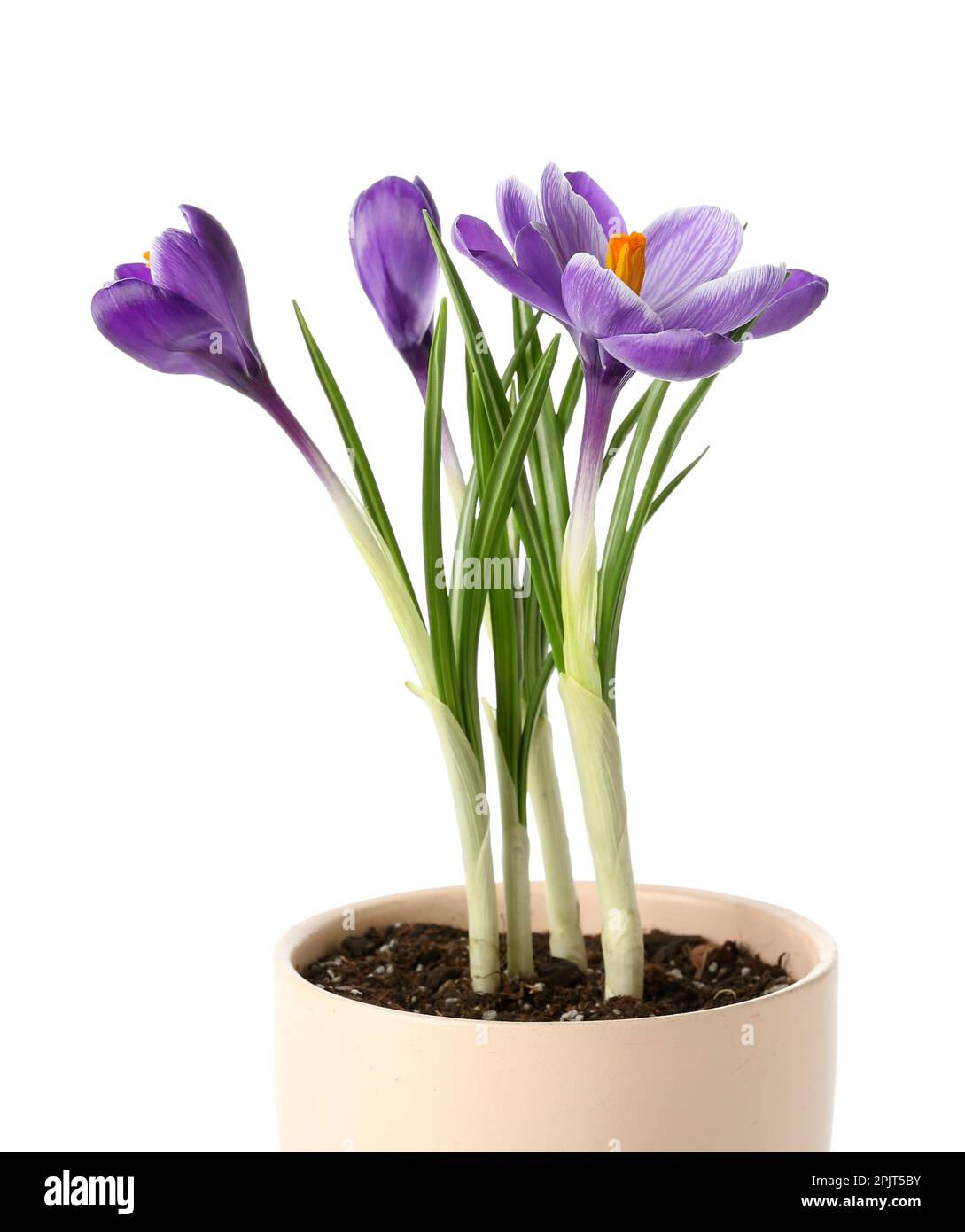Pot with beautiful crocus flowers isolated on white background Stock ...