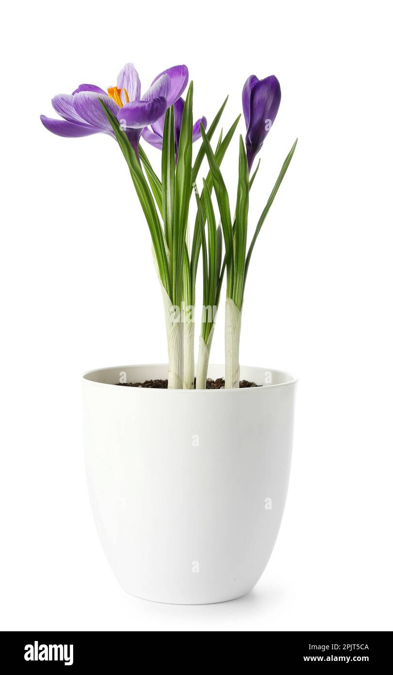 Pot with beautiful crocus flowers isolated on white background Stock ...
