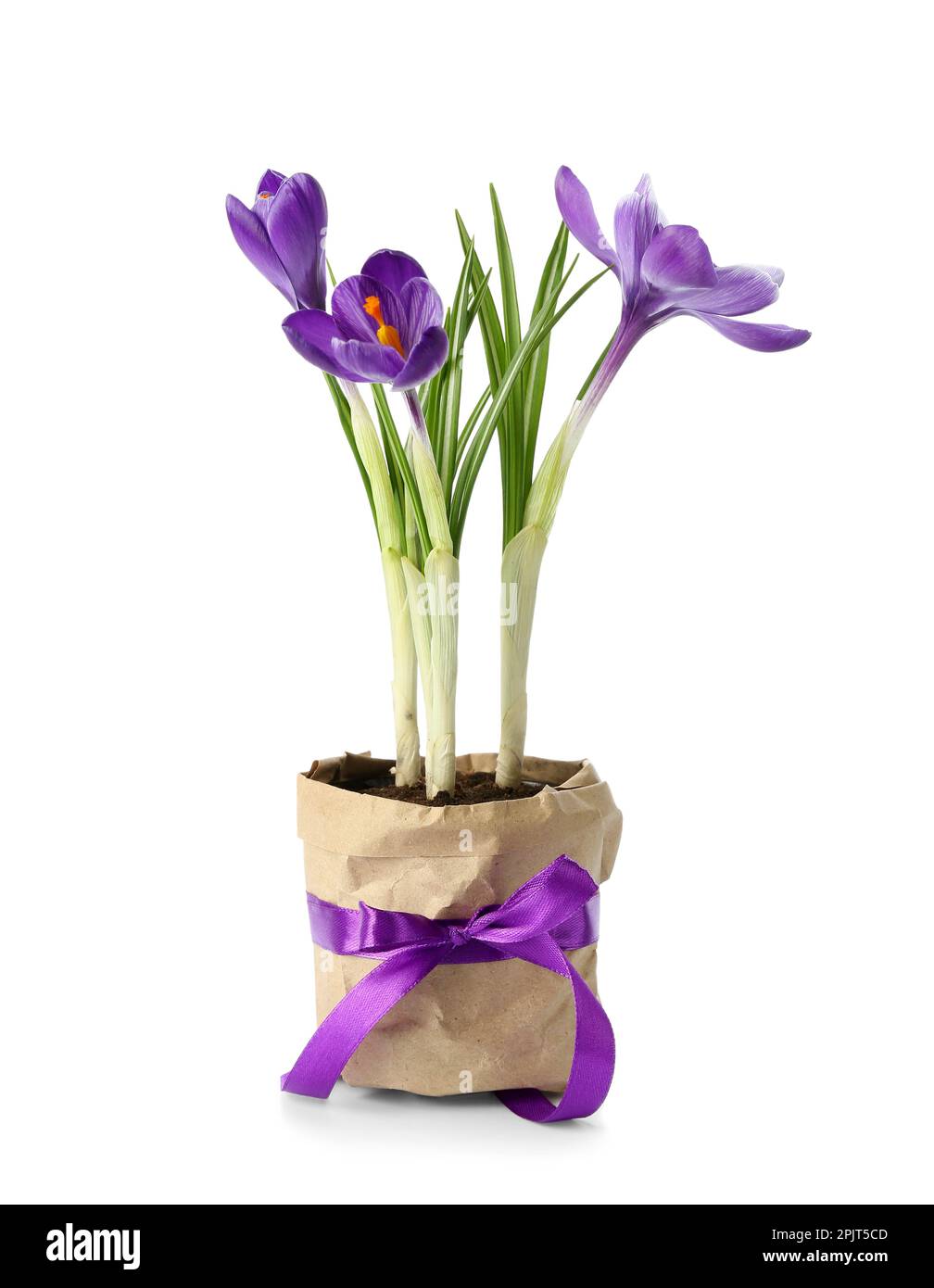 Pot with beautiful crocus flowers isolated on white background Stock ...