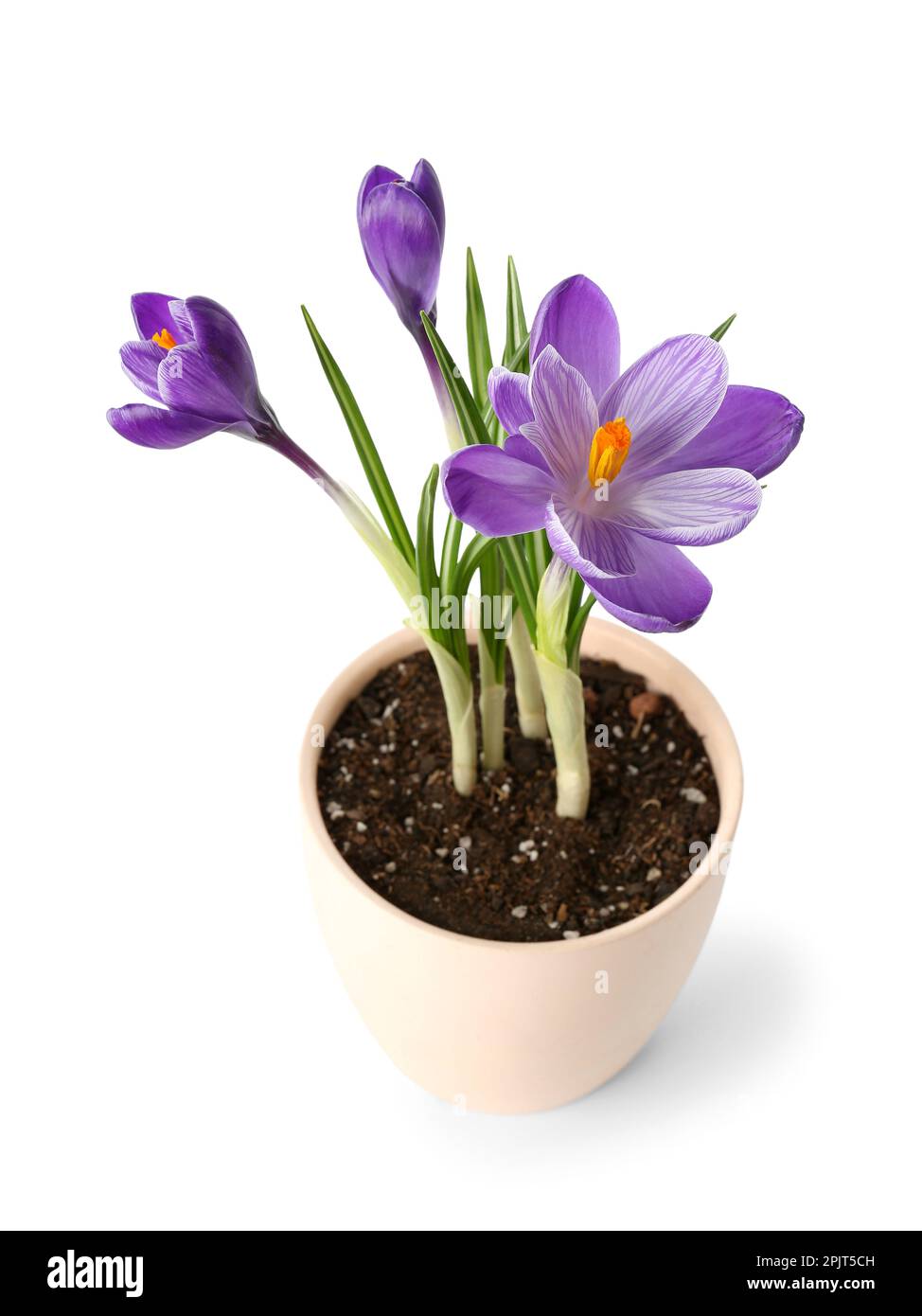 Pot with beautiful crocus flowers isolated on white background Stock ...