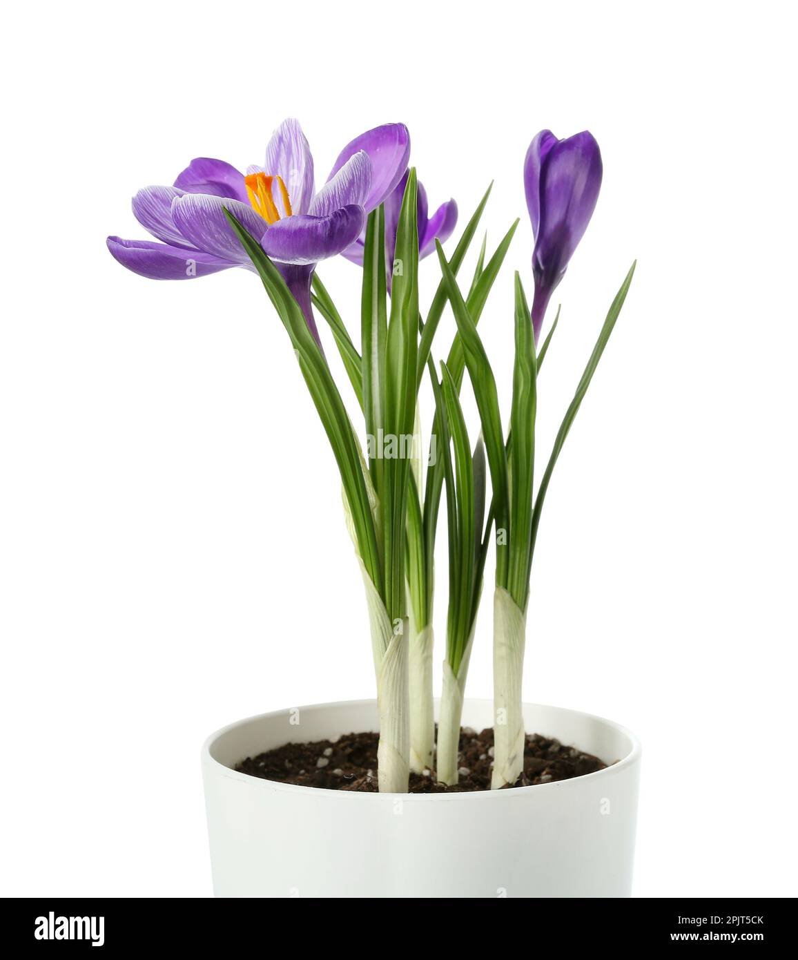 Pot with beautiful crocus flowers isolated on white background Stock ...