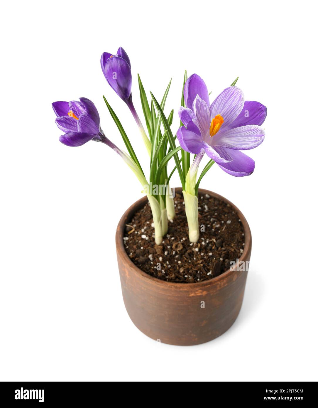 Pot with beautiful crocus flowers isolated on white background Stock ...